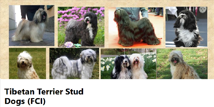 Tibetan Terrier Facebook Groups